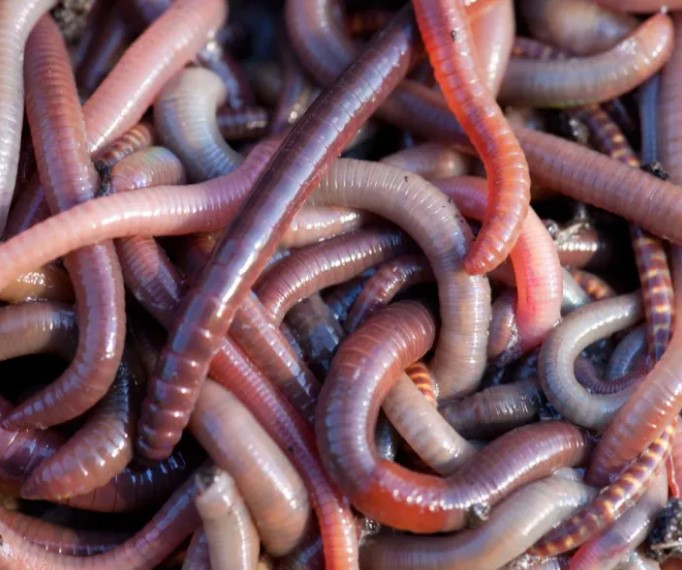 It’s a Worm’s Life – Just Joe